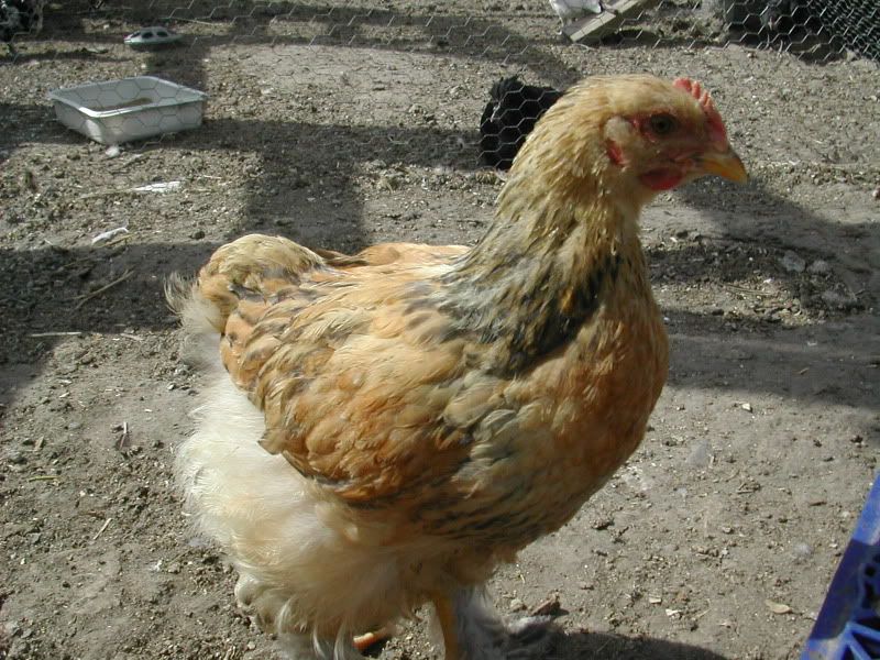 projects: LF buff columbian, blue laced red & lemon blue cochins | BackYard Chickens - Learn How ...